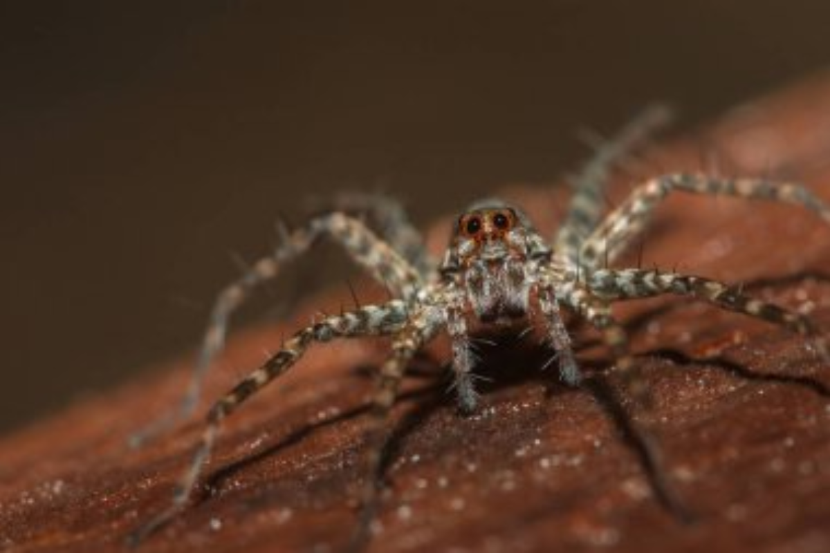 17 useful insects most people try to kill