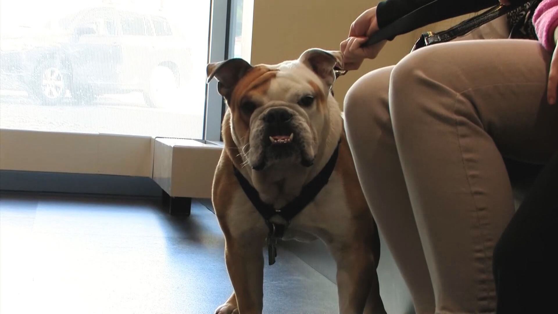 'Stand with us': Pet Resource Center of Kansas City calls for help as ...