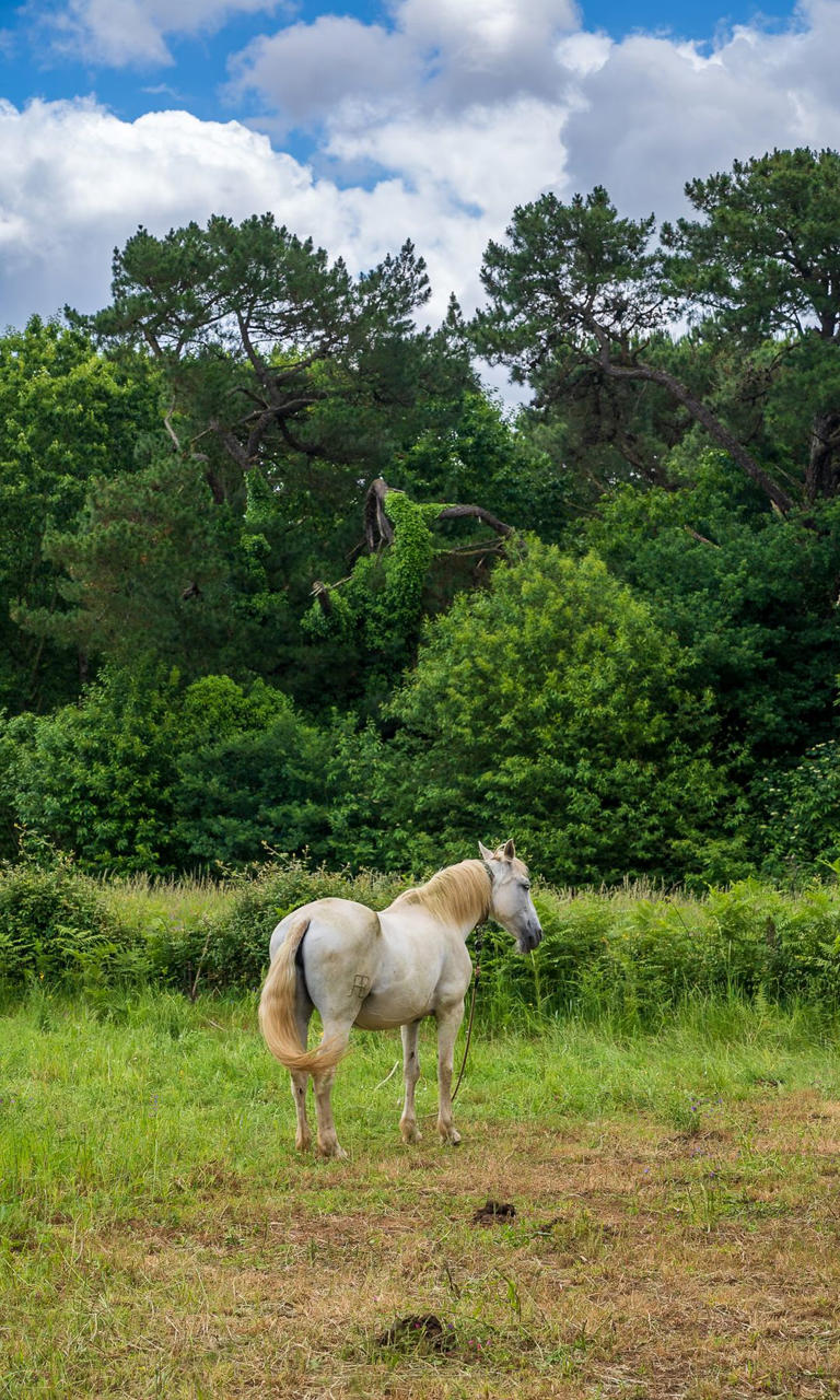 La comarca de Galicia que es una joya y pocos conocen: monasterios ...
