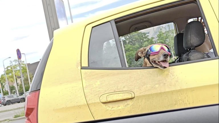 Hitzewelle in Wien – sogar Hunde tragen Sonnenbrille