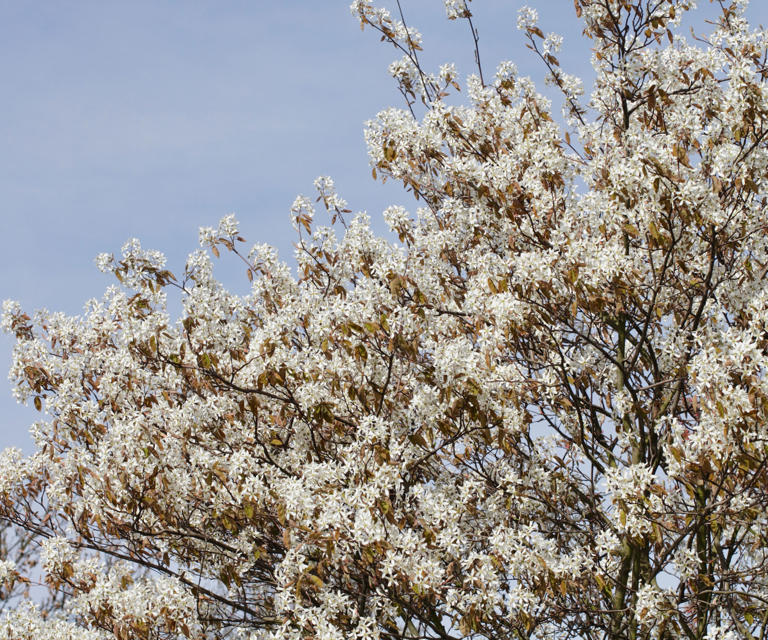 These 7 small shade trees create a cooling canopy, vibrant summer color ...