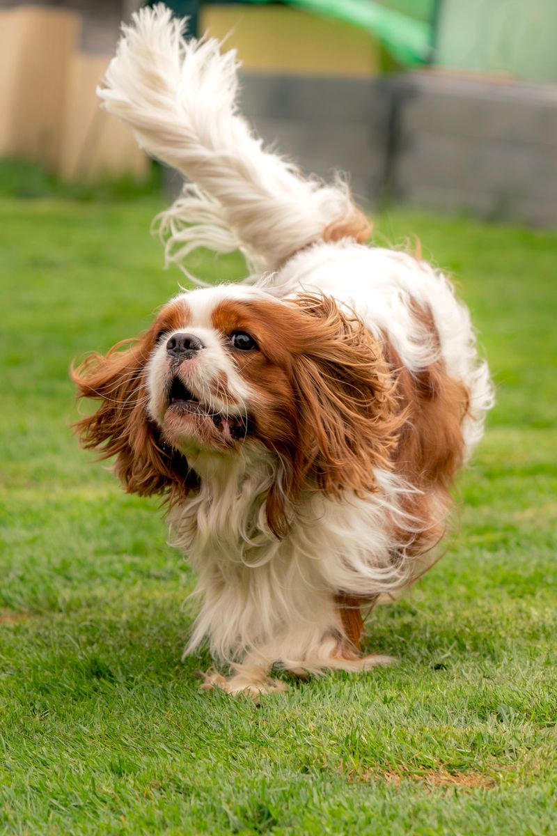 10 retirement-friendly dogs – plus 3 energetic breeds that help owners ...