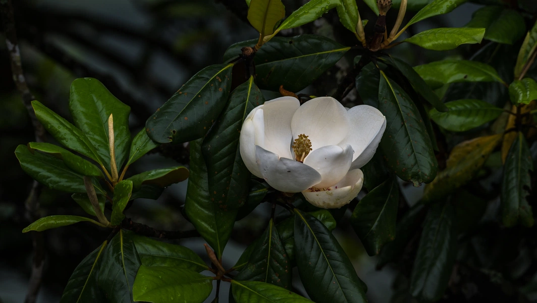 12 fast-growing trees and shrubs for privacy
