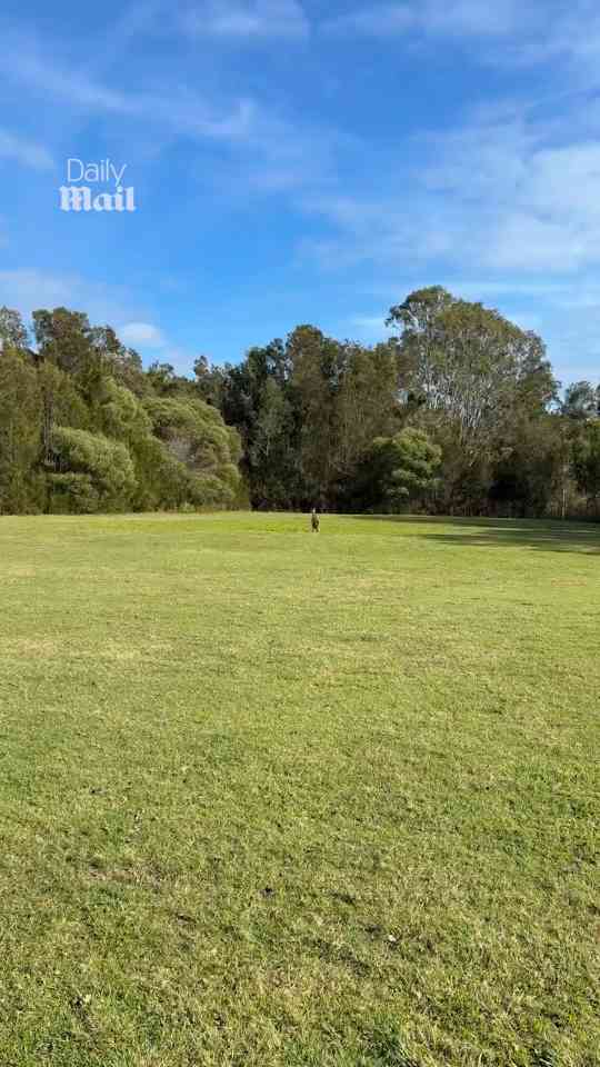 Kangaroo struggles to shake off persistent magpie