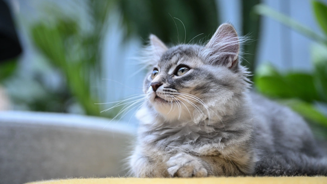 How cats communicate trust and affection