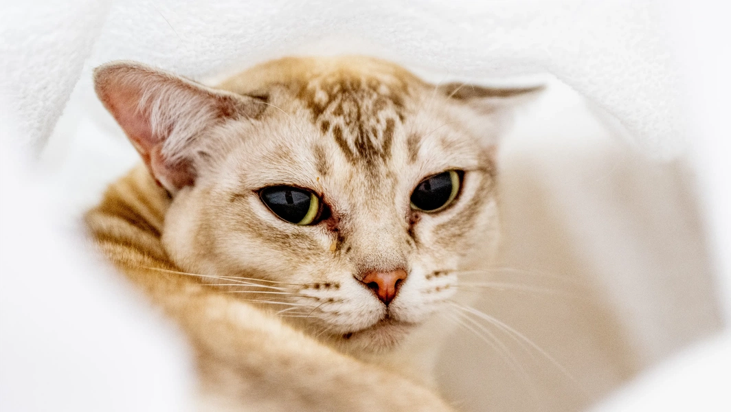 How cats communicate trust and affection