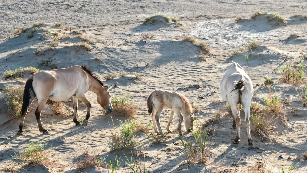 9 rare horse breeds from around the world