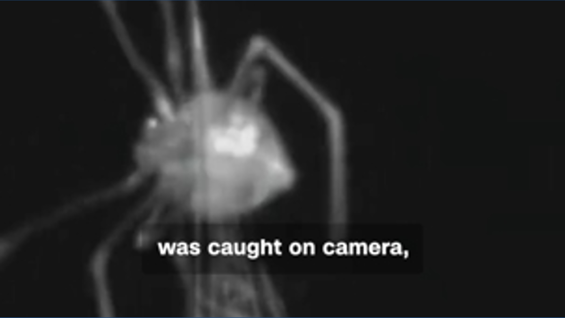 New spider uses spring-loaded deathtrap