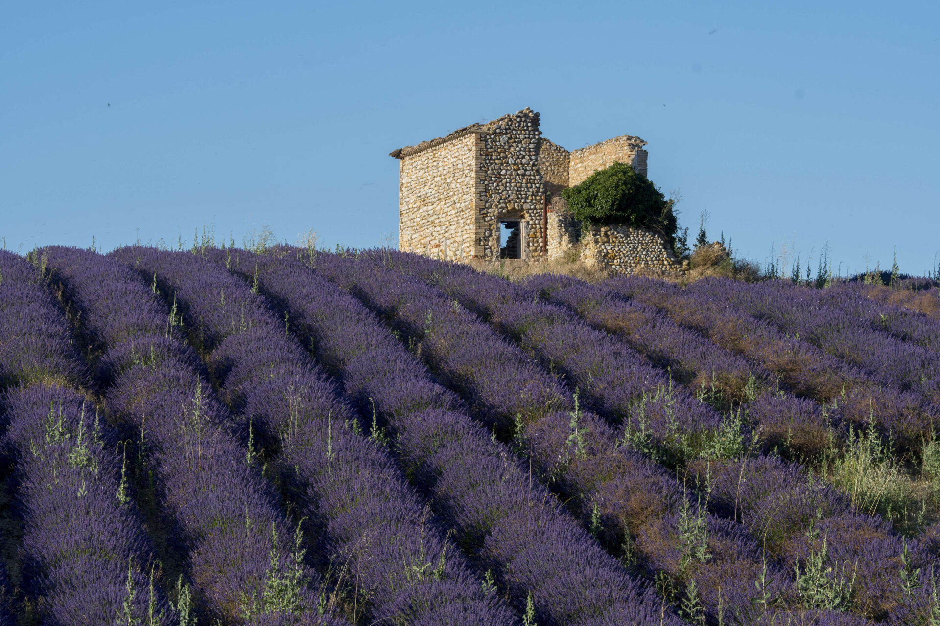 Em imagens: os impressionantes campos de lavanda da Provença estão em risco