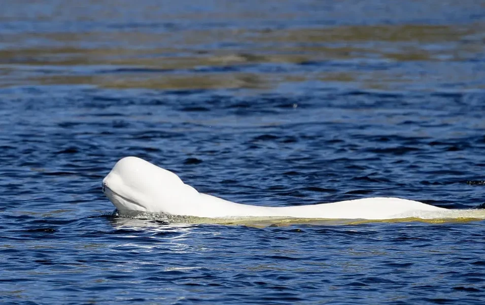Long-term study reveals belugas’ multi-partner mating boosts genetic health