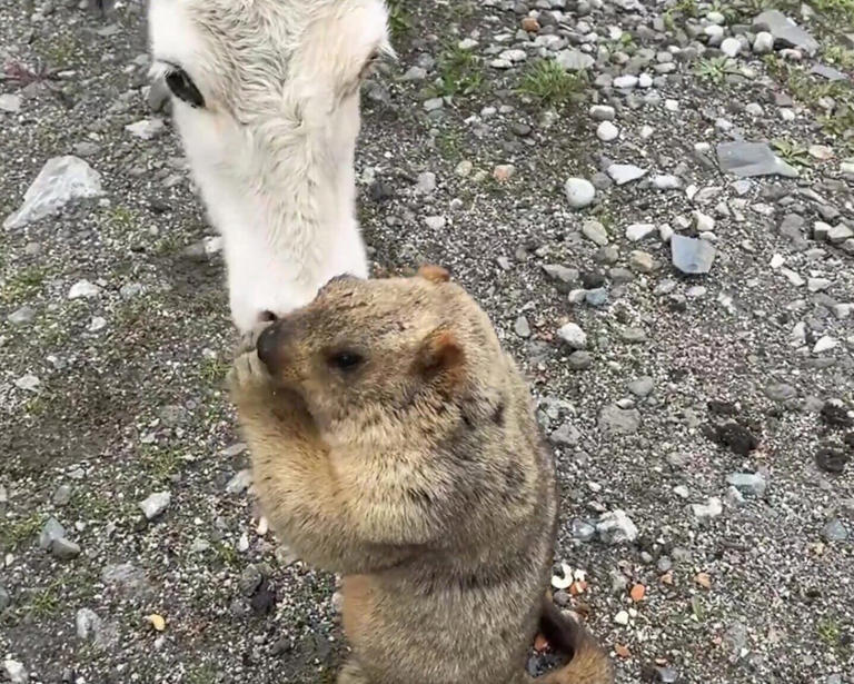Moment yak pushes over a marmot trying to steal its food