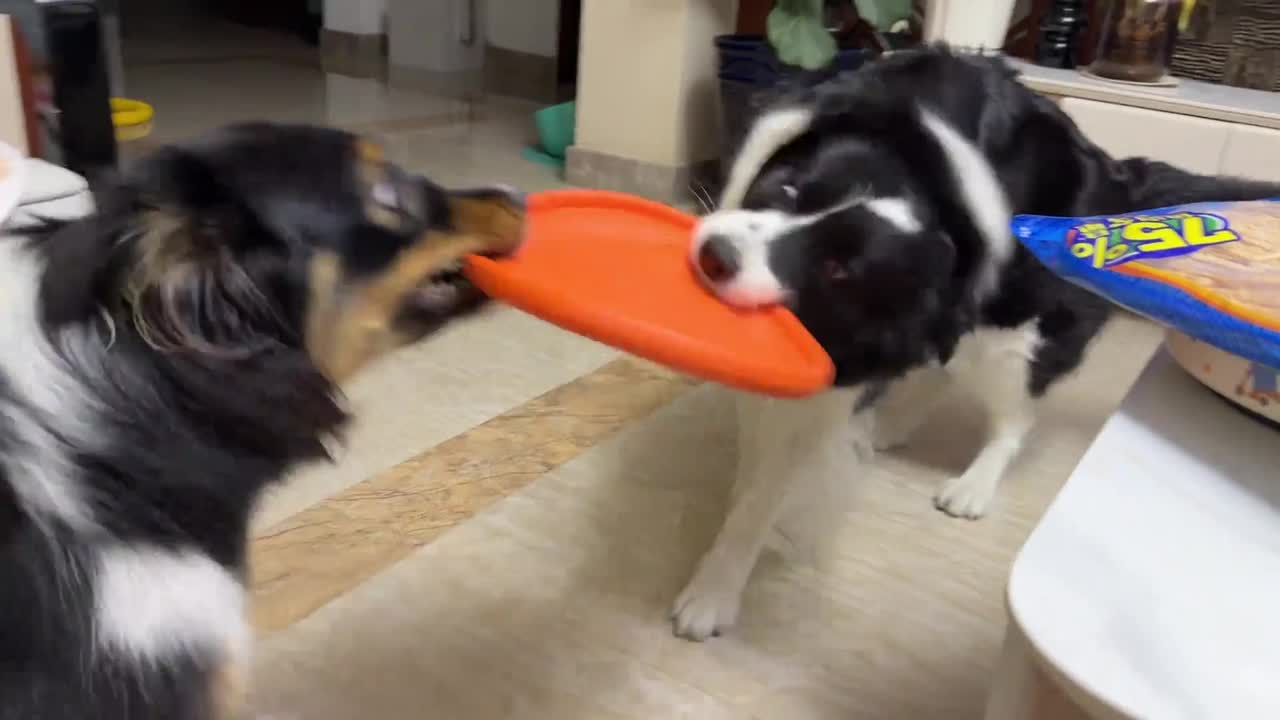 Two dogs engage in spirited frisbee tug-of-war in Jilin, China