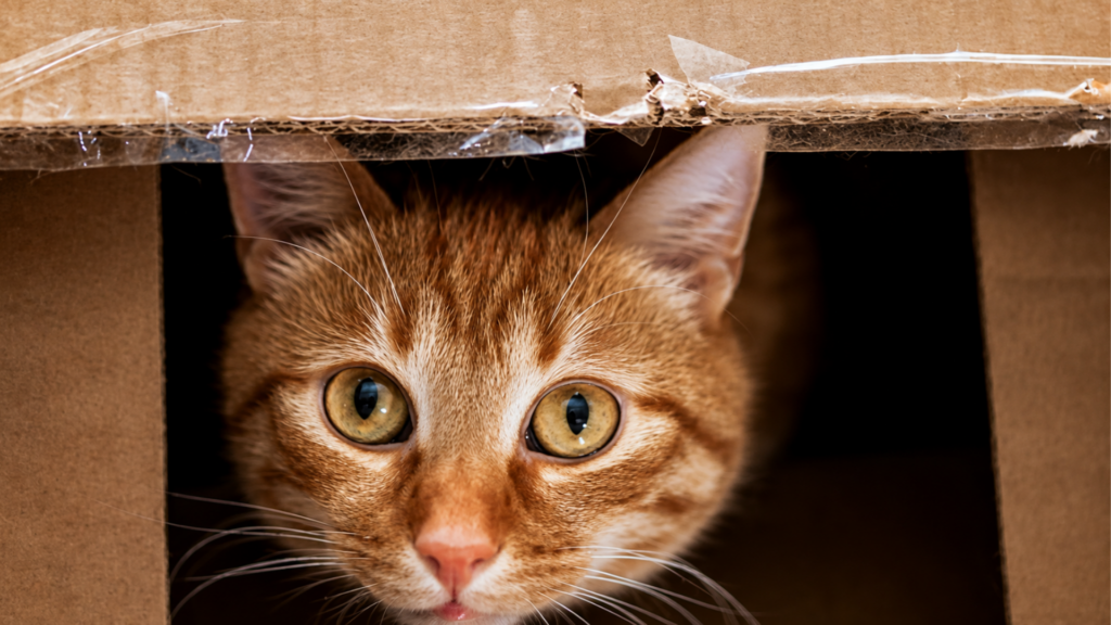 A duct-taped planter box left outside a vet held three cats, and the ...
