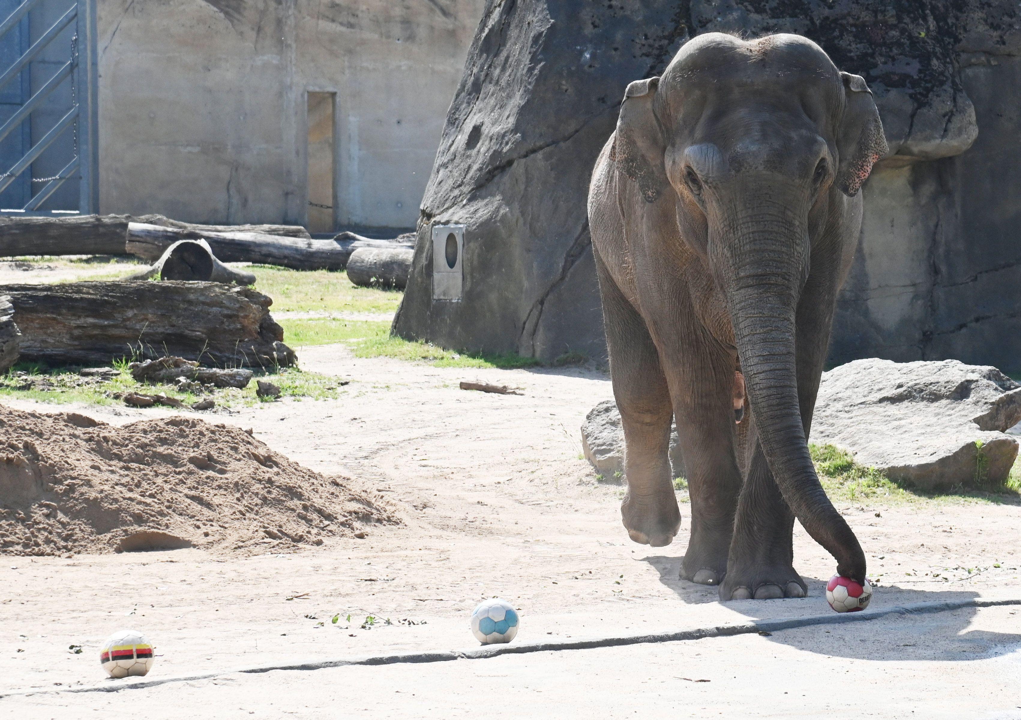 Elefant Tarak: Kölner WM-Orakel tippt auf Niederlage gegen Ecuador