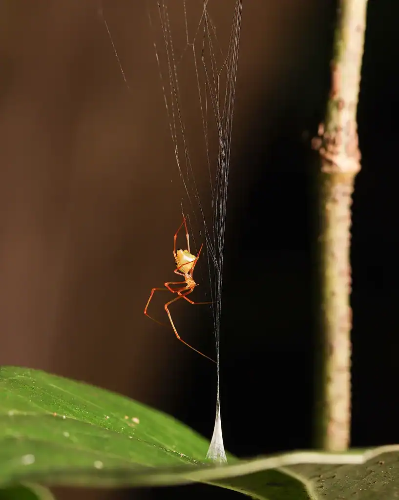 New spider from Australia turns silk into a catapult specifically to ...