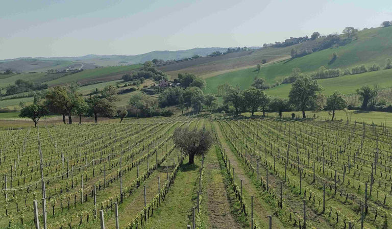 Il Verdicchio fuori dalla Doc che costa meno di 10 euro (ne ha parlato ...