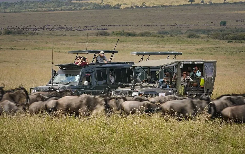 How human presence reshapes wildlife movement patterns