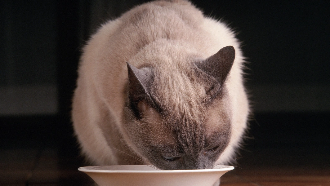 16 essentials for a happy, healthy cat