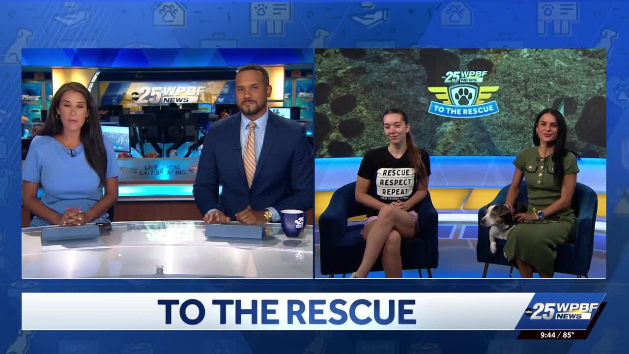 WPBF to the rescue: Helping animals find forever homes
