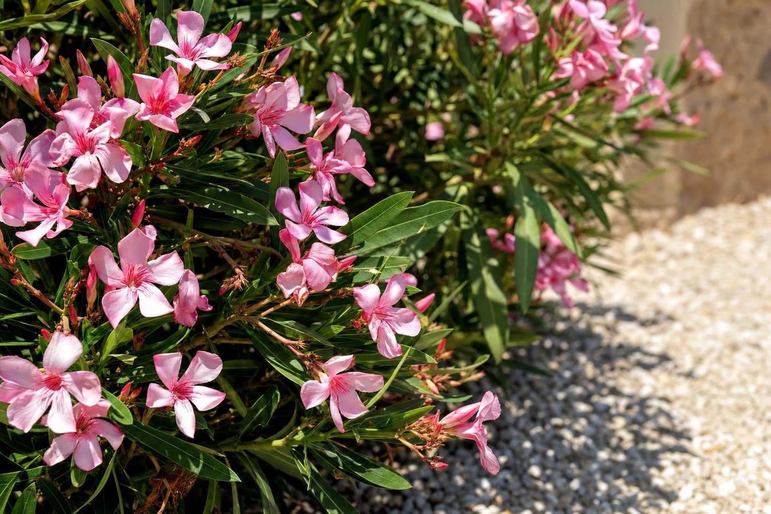 Le secret des pépiniéristes pour un laurier-rose verdoyant même par 40 ...