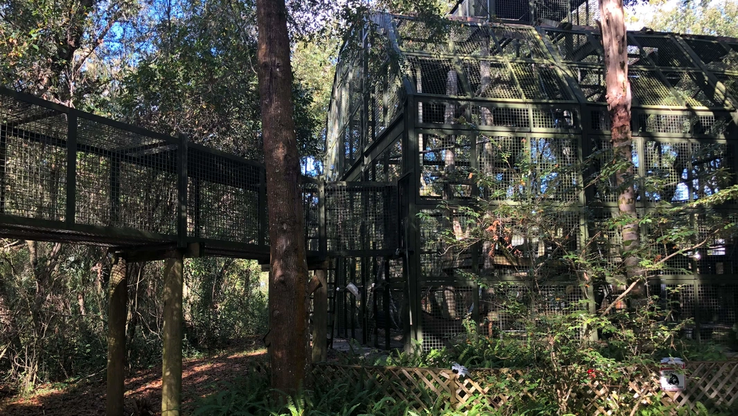 Exotic animals from Michael Jackson’s Neverland Ranch
