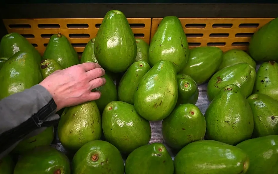Study finds daily avocado lowers dietary glycemic load