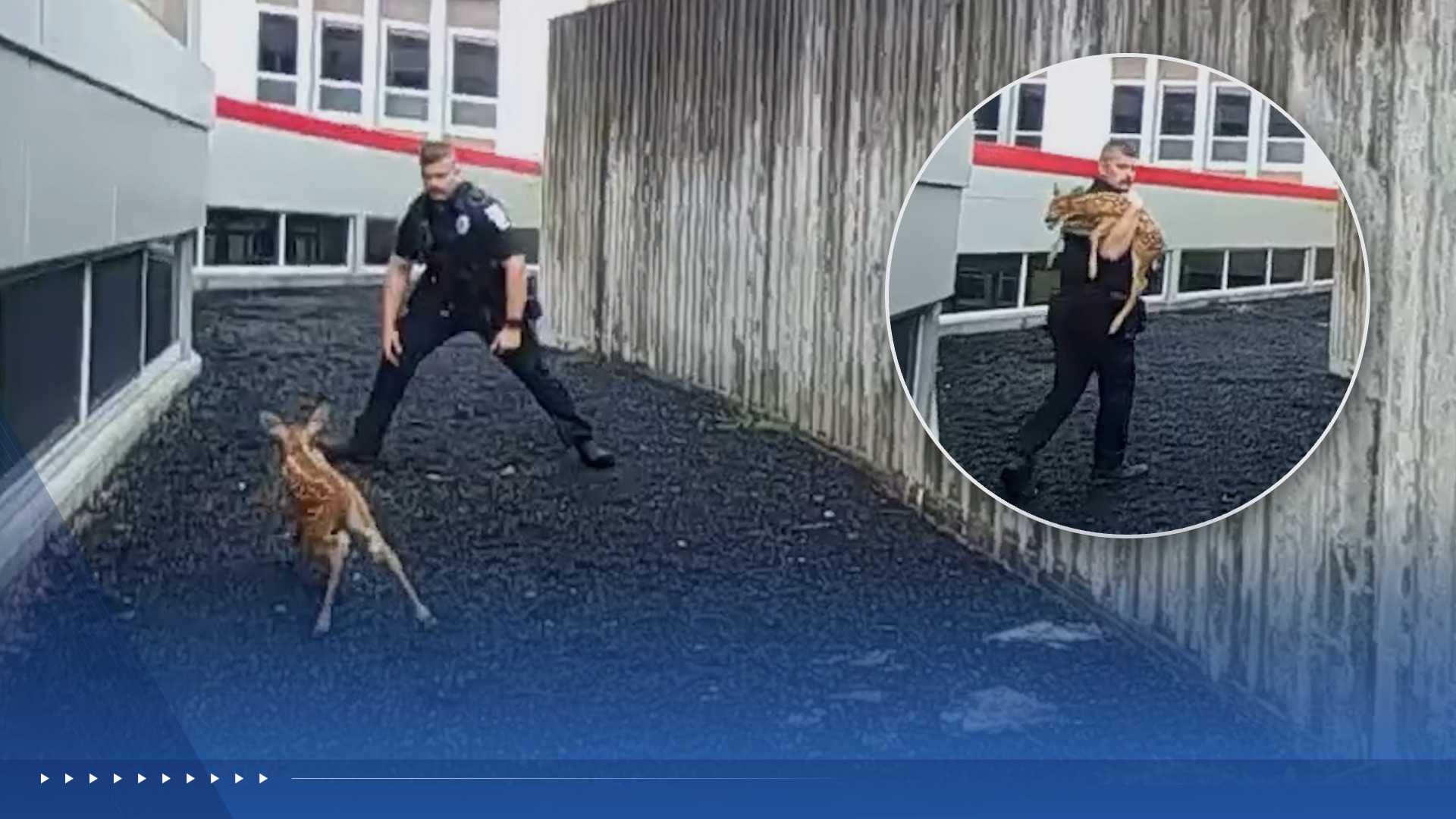 Video shows officer catching fawn that got trapped behind a school's fence