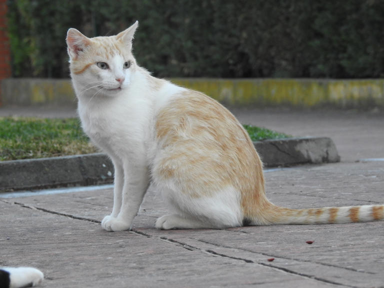 Adopta un gato: Horus, el gato tirado en la calle que no quiere seguir ...
