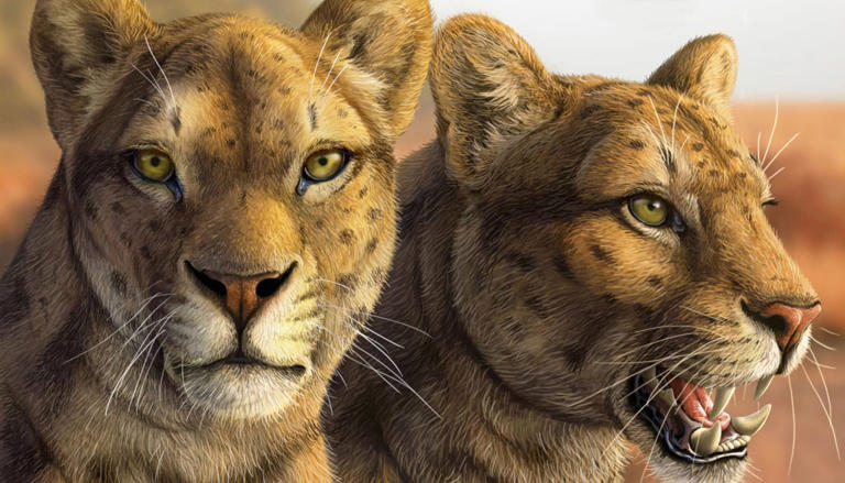 UC Berkeley feline fossil find sheds new light on evolution of saber ...