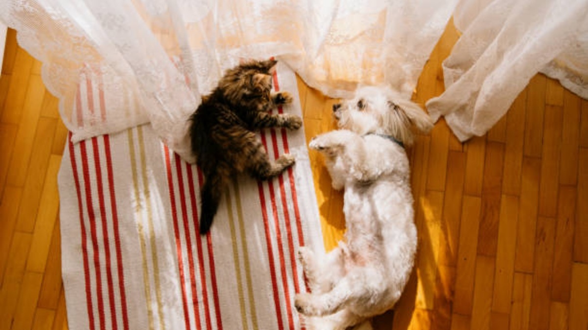The real difference between big dog people and small dog people ...