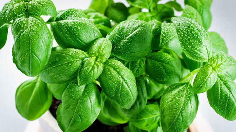 It's so simple to grow more basil than you can imagine from just one ...