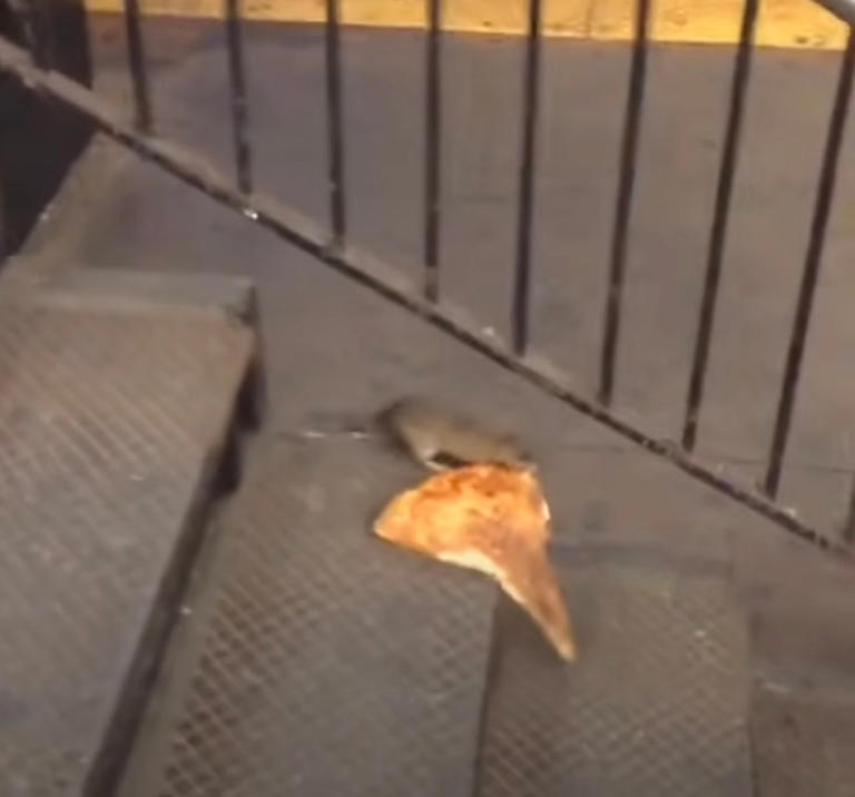 NYC mice and rats are evolving against 'human strategy,' new study finds