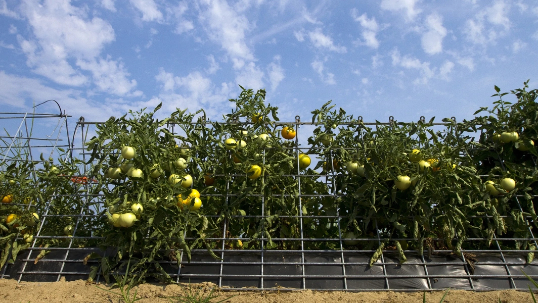 5 creative DIY trellis ideas for vegetable gardens