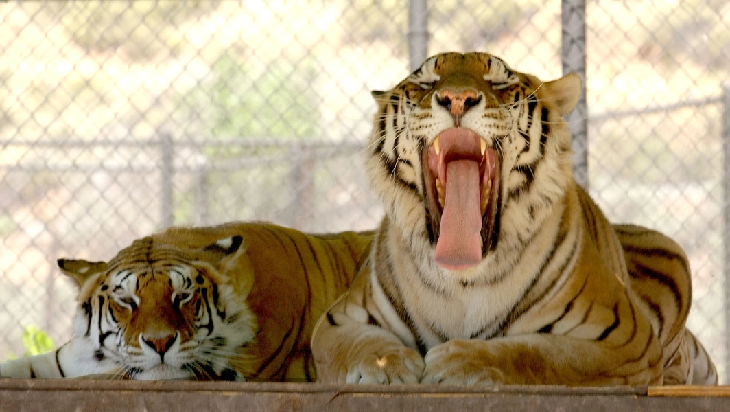 Exotic animals from Michael Jackson’s Neverland Ranch