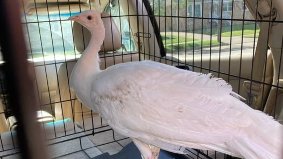 Video: Majestic white peacock that escaped owners caught by Parma ...