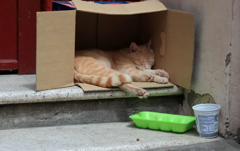 Why your cat loves cardboard hideouts