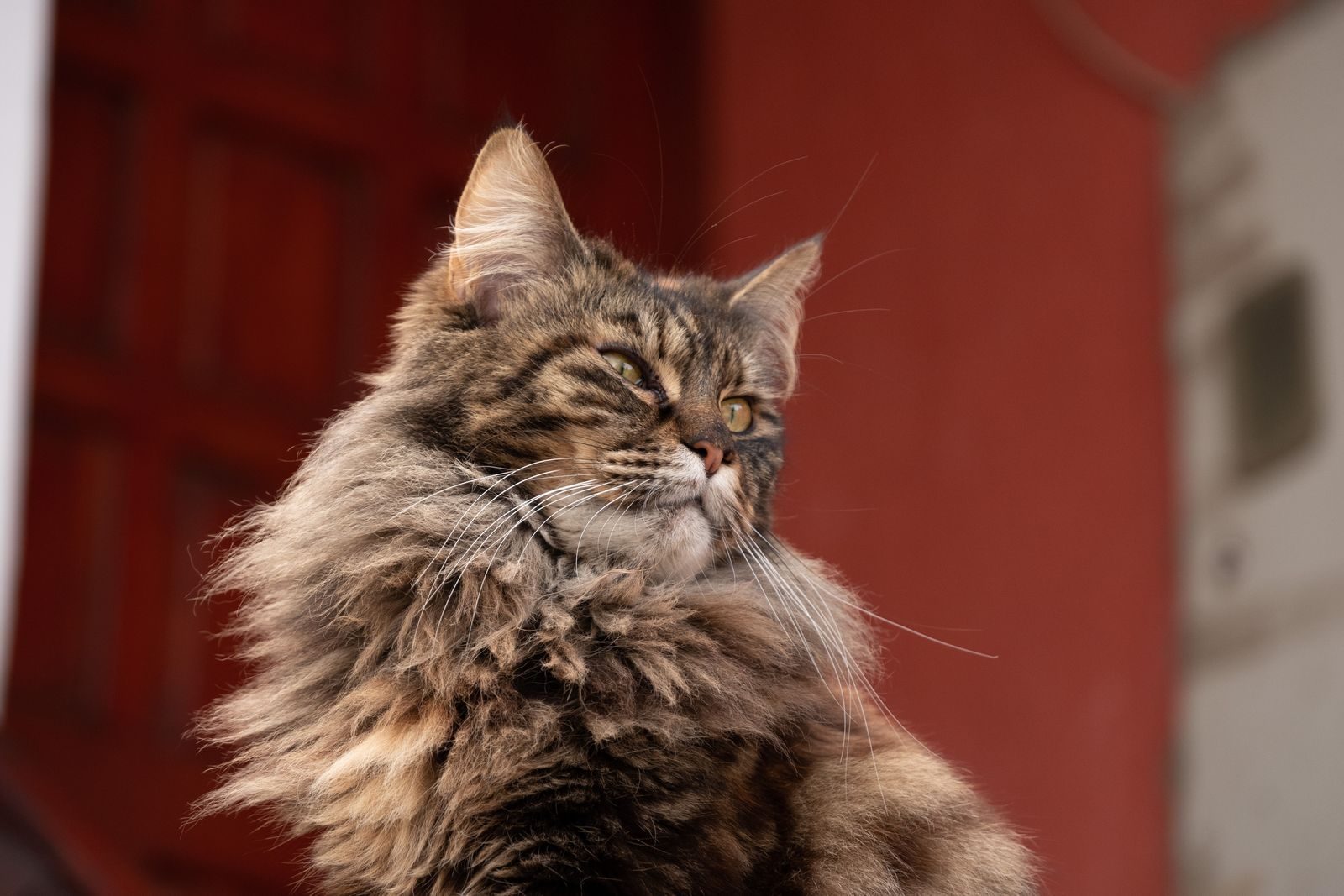 The rare fluffy kitten with a mesmerizing face stripe