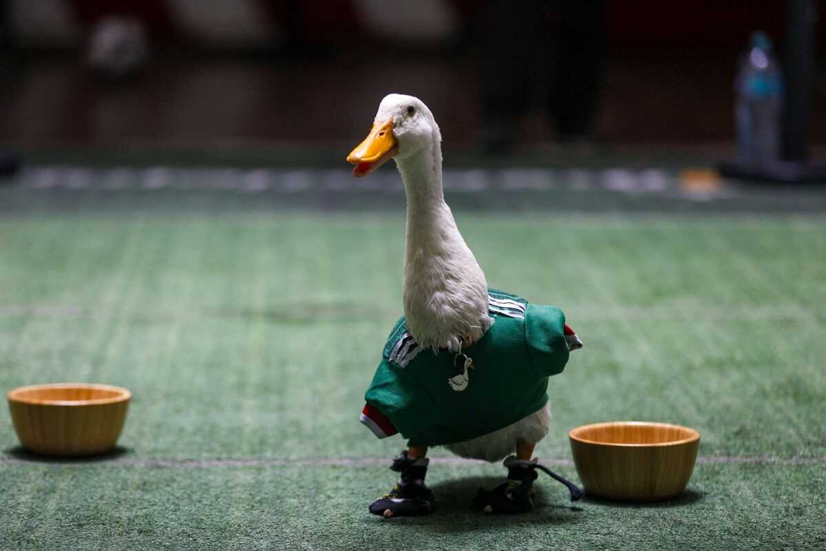 Avala IMPI a familia de la mascota como pública y notoria la propiedad ...