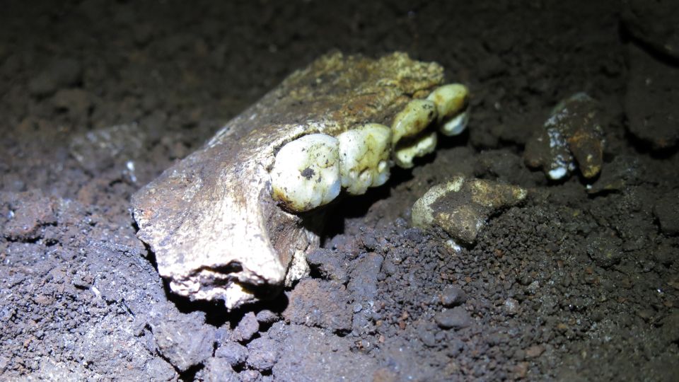 The most controversial fossil site in human evolution just got even ...