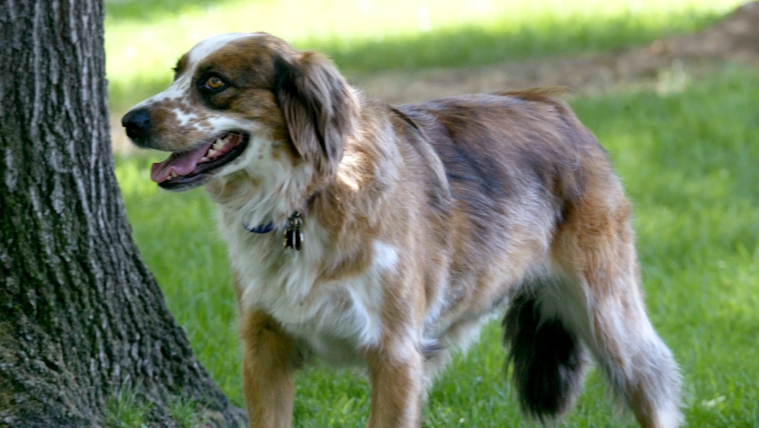 Uncover your dog’s hidden story with DNA testing