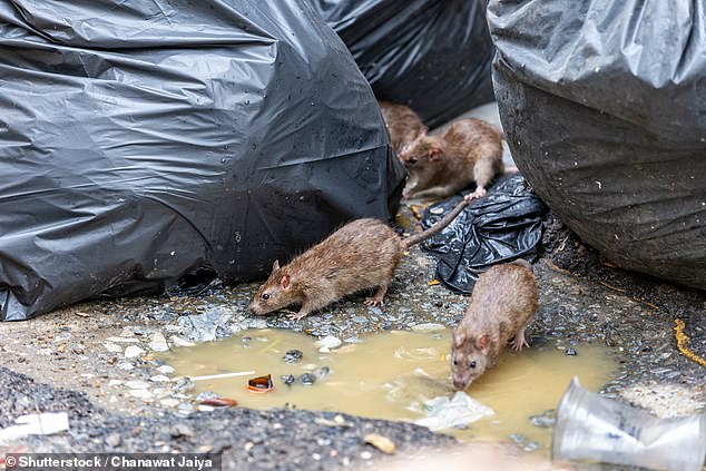 Mutant sewer rats spreading through major US cities as scientists ...