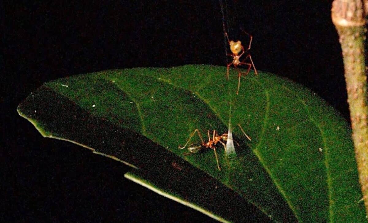 This spider is not like the others, it catapults its prey into a trap ...