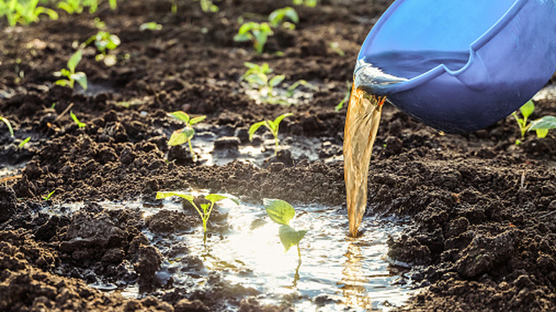 Don't Throw Out This Kitchen Scrap: DIY A Fertilizer Your Garden Will Love