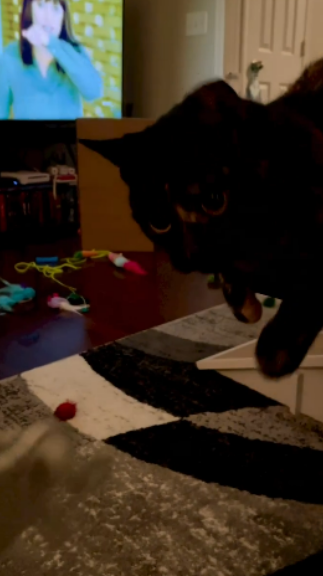 Why is my cat so determined? Insights from this funny mission