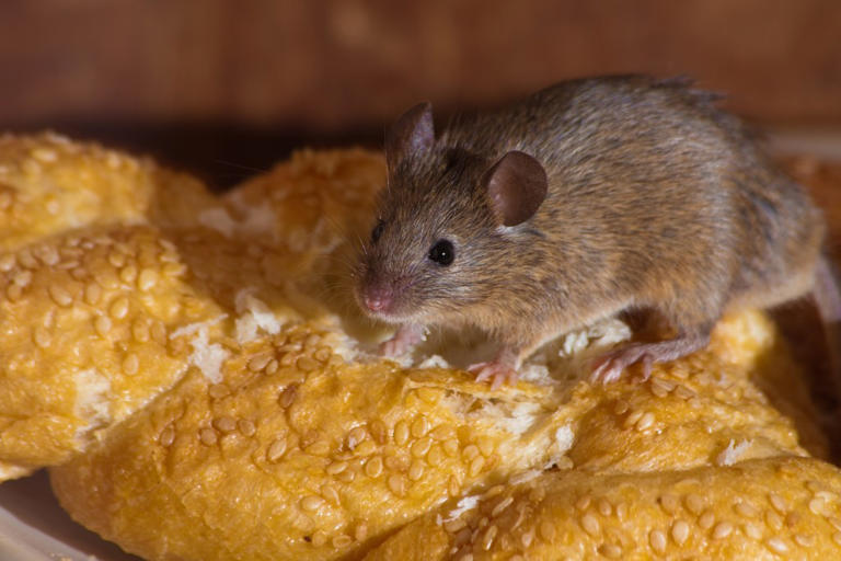 NYC mice and rats are evolving against 'human strategy,' new study finds