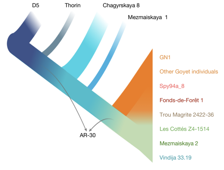 Ancient DNA reveals a genetic surprise in the last Neanderthals