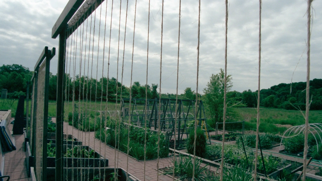 5 creative DIY trellis ideas for vegetable gardens