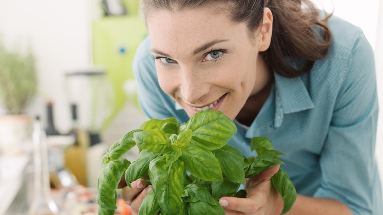 It's so simple to grow more basil than you can imagine from just one ...