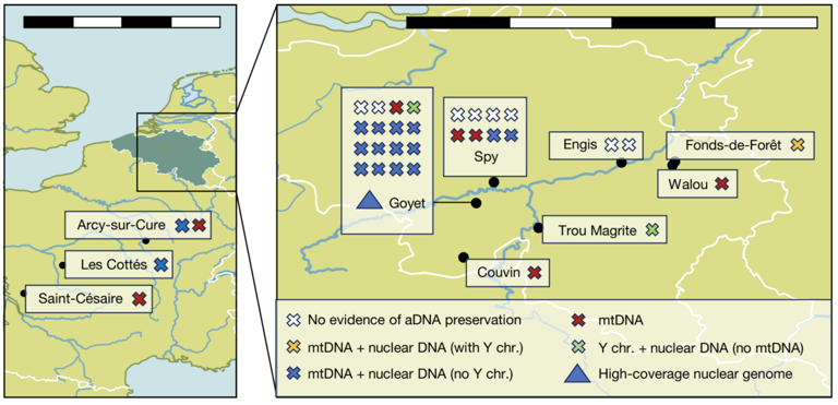 Ancient DNA reveals a genetic surprise in the last Neanderthals