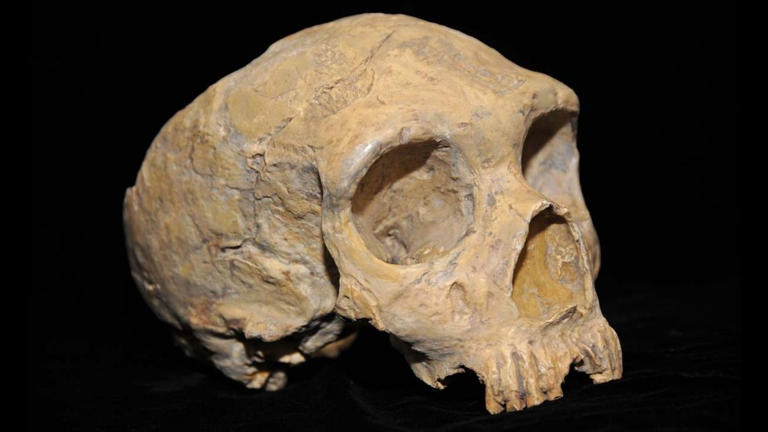 Ancient DNA reveals a genetic surprise in the last Neanderthals